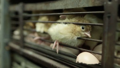 Hatchery - Anima International