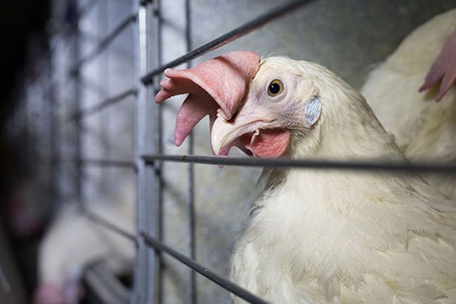 Anima International - For a future free from animal suffering