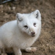 Anima International - For a future free from animal suffering