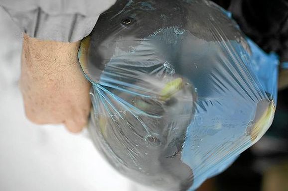 Anima International - For a future free from animal suffering