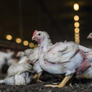 Anima International - For a future free from animal suffering