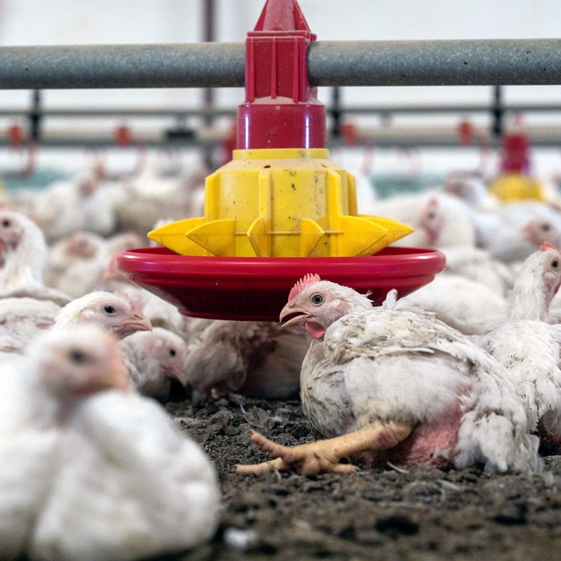 Anima International - For a future free from animal suffering