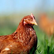 Anima International - For a future free from animal suffering