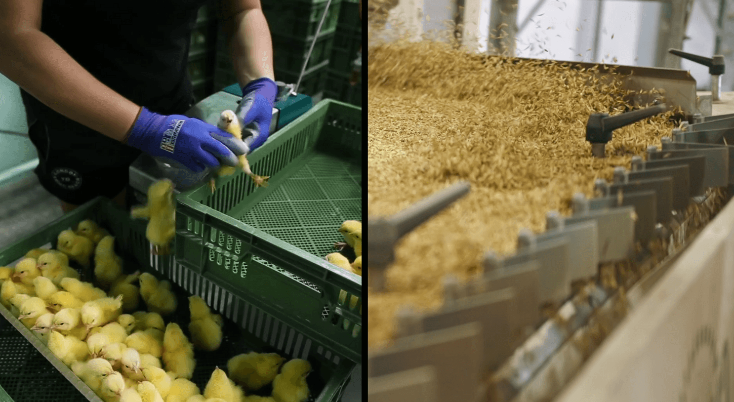 Just Produce - Anima International