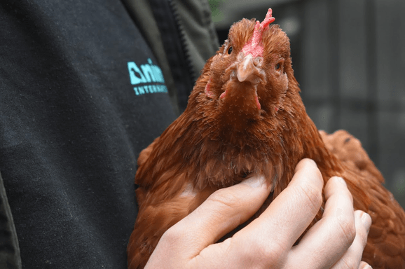 Anima International - For a future free from animal suffering