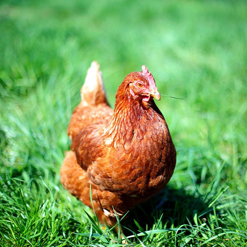 Anima International - For a future free from animal suffering