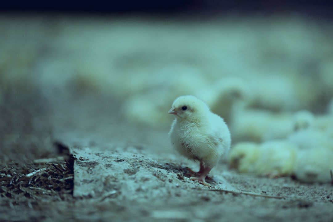 Anima International - For a future free from animal suffering