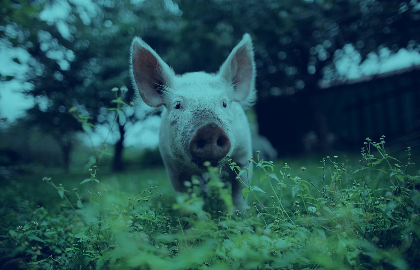 Anima International - For a future free from animal suffering