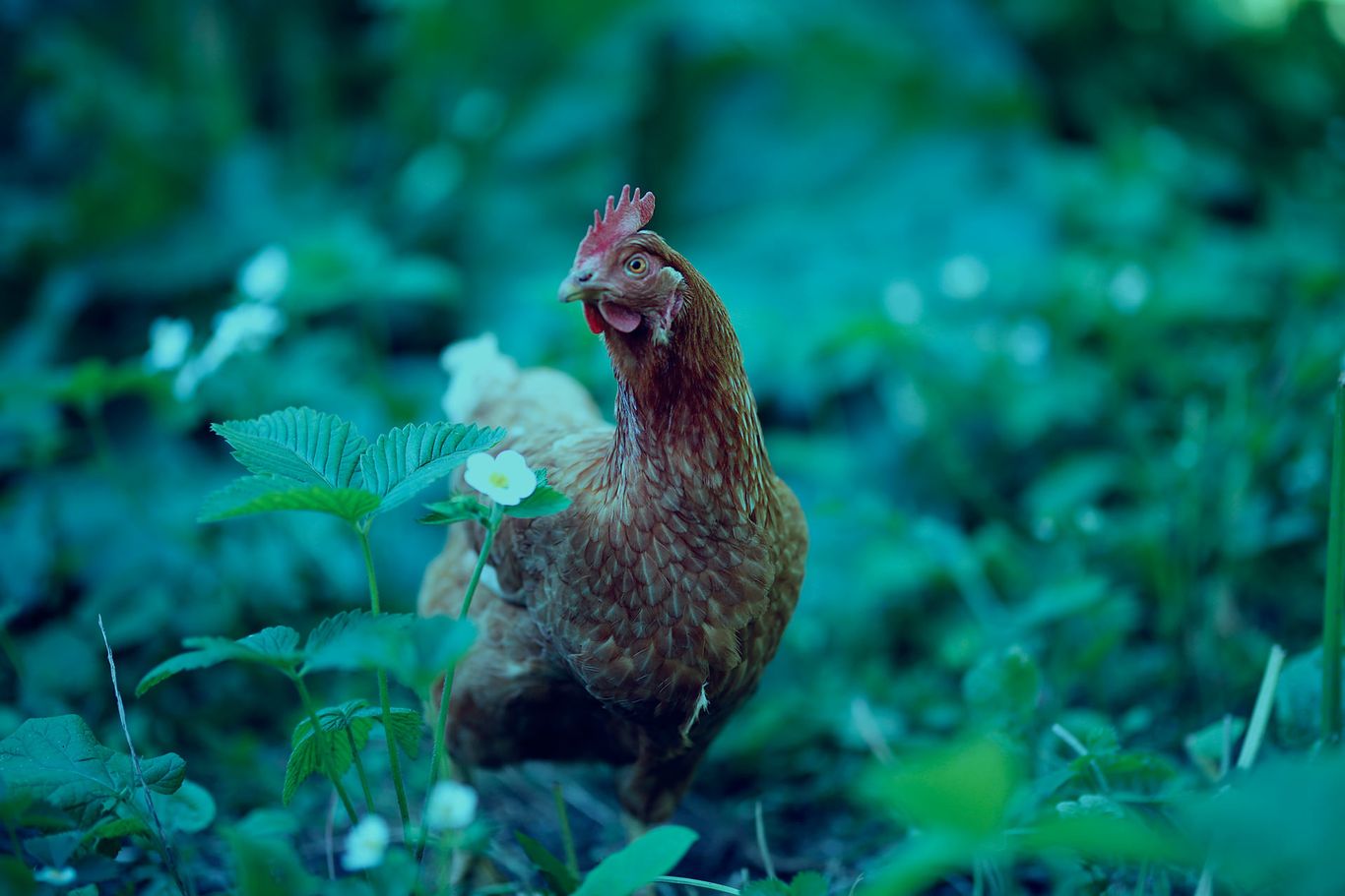 How we work - Anima International