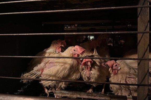 Anima International - For a future free from animal suffering